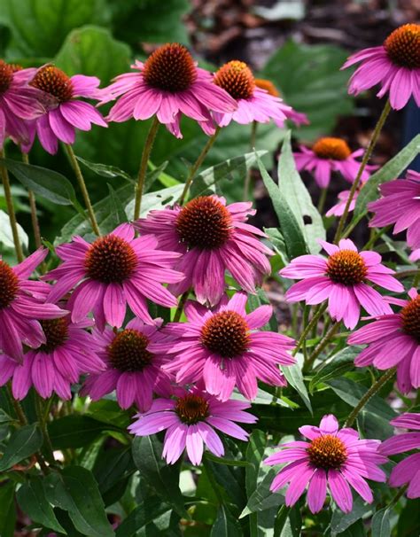 Echinacea Purpurea Sensation Pink Picturethis