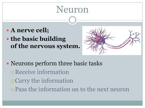 The Basic Building Blocks Of The Nervous System Are The