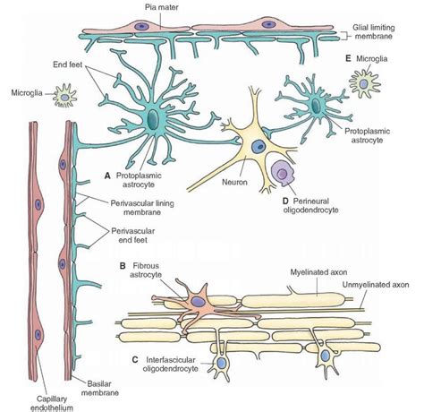 Astrocytes Diagram