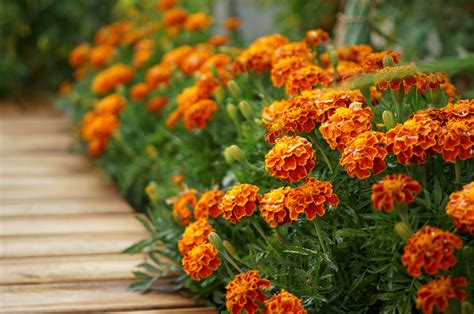 Plantas Con Flores De Exterior En Macetas