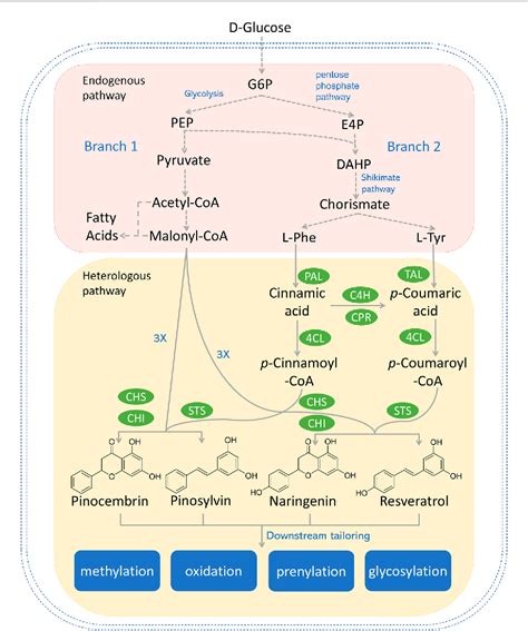 Figure 1 From Engineered Biosynthesis Of Plant Polyketides By Type Iii Polyketide Synthases In