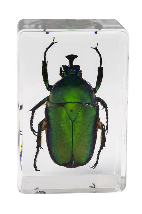 3d Bug Specimen Kit 5 Celestron
