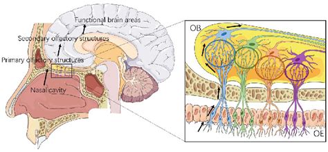 The Process Of Olfactory Transmission Each Olfactory Receptor Is