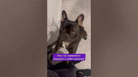 французскийбульдог приколысживотными прикол собака французский