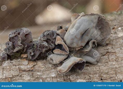 Fungus On A Tree Stump Stock Photo Image Of Saprophyte 135697170