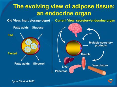 Ppt Metabola Syndromet 2006 Björn Carlsson Powerpoint Presentation