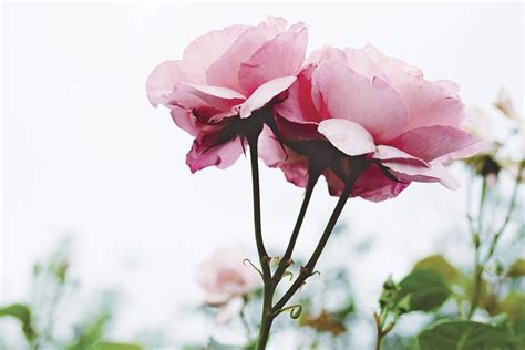 Los Beneficios De La Rosa La Tercera