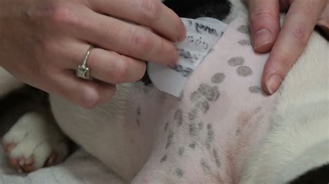 Dog On A Fentanyl Patch 7 Critical Safety Tips You Need Researchhubblog