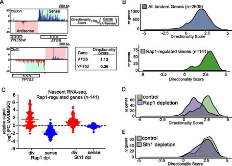 Rsc And Grfs Confer Promoter Directionality By Restricting Divergent Noncoding Transcription