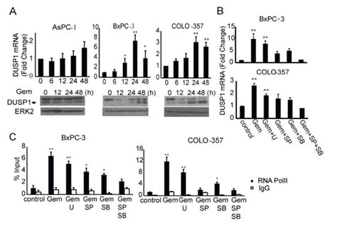 Expression Of Concern Dusp1 Is A Novel Target For Enhancing Pancreatic