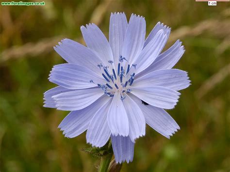 Cichorium Intybus Picture 1 Of 13