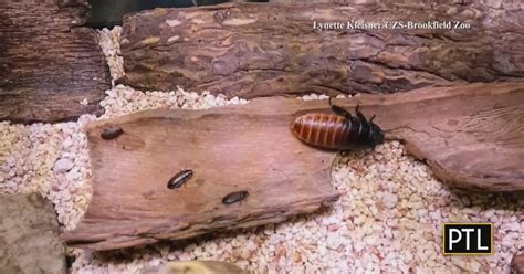 Name A Cockroach After Your Ex Cbs Pittsburgh