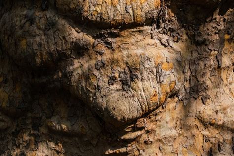Free Picture Bark Texture Tree Light Brown Nature Rough Old Dark Pattern Structure