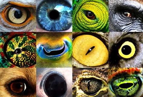 See The World Through An Animals Eyes Unveiling The Colors Of Nature