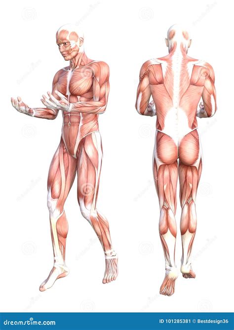 Anatomy Healthy Skinless Human Body Muscle System Royalty Free