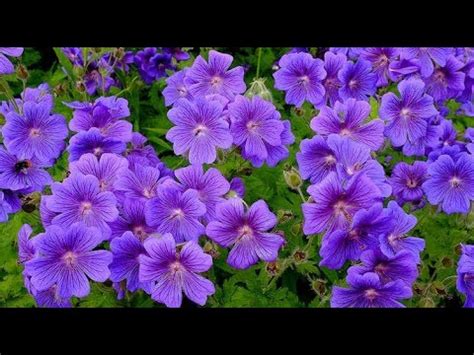 ГЕРАНЬ САДОВАЯ МНОГОЛЕТНЯЯ - YouTube