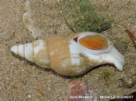 Colus Gracilis Doris