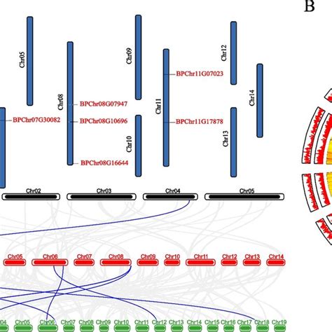 Chromosome Distribution And Gene Duplication A Chromosome Distribution Download Scientific