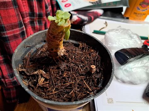 Adopted This Lil Lass Rplantidentification