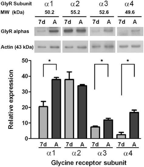 Relative Expression Of Glyr Subunits In Rat Retina Upper Part Shows