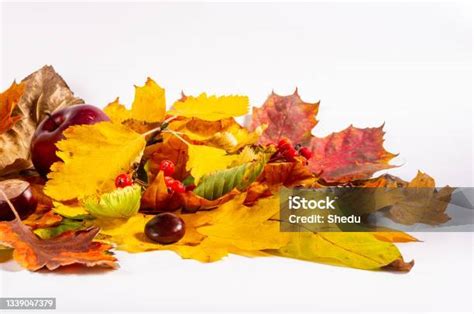 가을 예술 구성 흰색 배경에 다양한 말린 잎 호박 과일 로완 베리 가을 가을 할로윈 추수 감사절 개념 가을 정물 가을에 대한 스톡 사진 및 기타 이미지 Istock