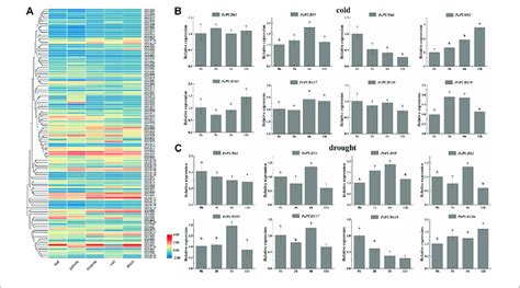 A Tissue Specific Gene Expression Patterns Of 121 Pepub Genes The Download Scientific
