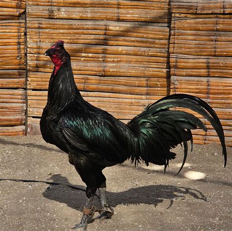 Roberto Kuan Lambruschini