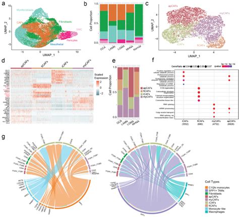 Characterization Of Mesenchymal Cells In Appendiceal Cancer A Umap Plot