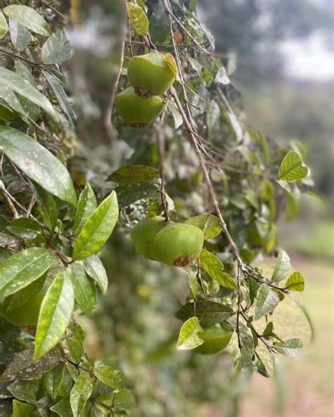 Época Do Cambuci Reserva Mata Grande Biritiba Mirim
