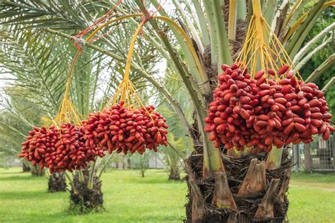 How To Grow And Care For A Date Palm Tree Plantglossary