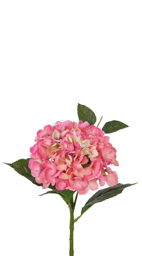 Hydrangea Macrophylla Small On The Stem Dark Pink