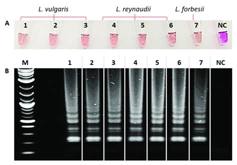 Colorimetric Lamp Positive Control Applied On Samples 1 3 L Download Scientific Diagram