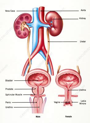 Alila Medical Media Male Versus Female Urinary System