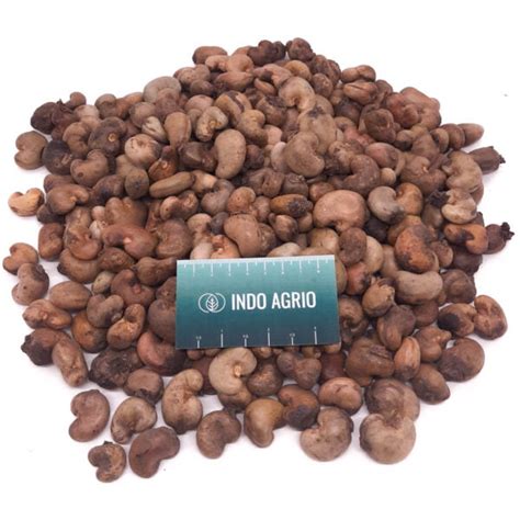 Best Raw Cashew Nut Indonesia Supplier INDO AGRIO
