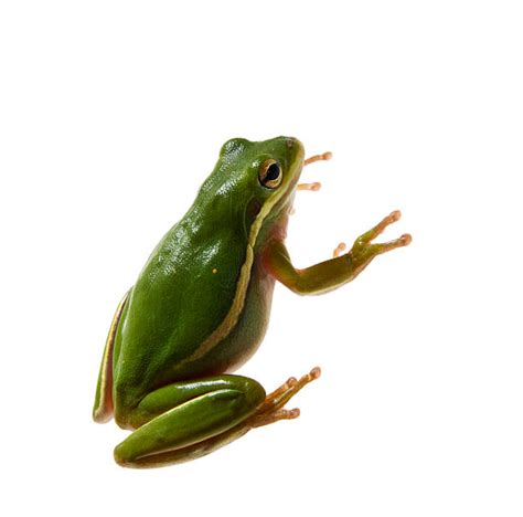 미국청개구리 이미지 스톡 사진 및 일러스트 Istock