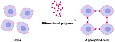 Synthetic Cell Aggregation Download Scientific Diagram