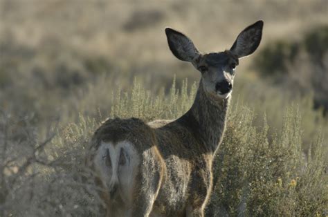 Mule Deer Doe Mule Deer Feed New Arrivals
