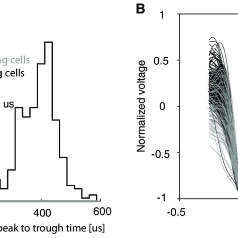 A Distribution Of Peak To Trough Times Of Spike Waveforms Greyscale