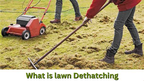 What Is Lawn Dethatching Tips And Tricks