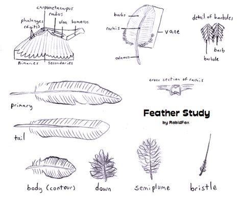 Feather Study By RabidFox On DeviantArt