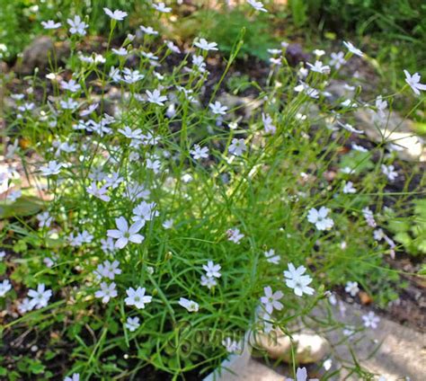 Silene Pusilla Botanically Inclined Seed Adventures
