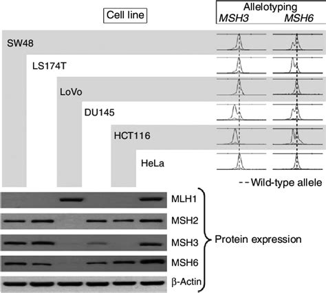 Msh3 And Msh6 Expression In Cancer Cells With Different Mmr Primary