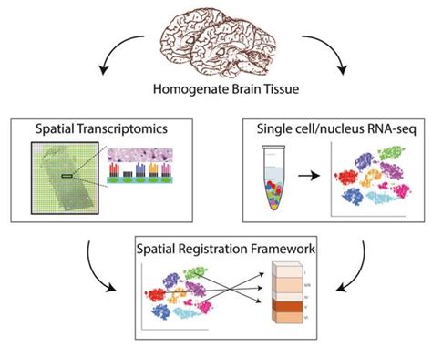 科研盘点 单细胞 空间转录组联合在乳腺癌研究中的应用 知乎