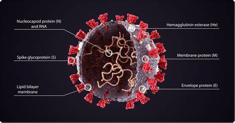 Single Molecule Imaging Of Sars Cov 2 Spikes On Virus Particles