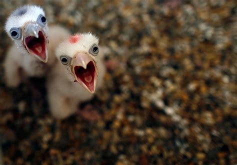 The Bloody Lucrative World Of Falcon Breeding The Week