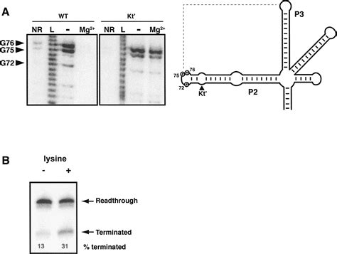 a loop loop interaction and a k turn motif located in the lysine