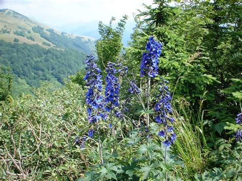 How To Grow Delphinium Elatum Earthone