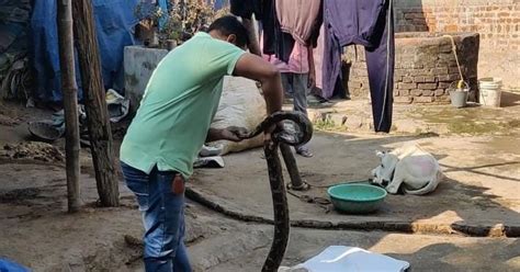 आराम से घर में टहल रहा था शख्स अचानक दिखा भारी भरकम अजगर तो निकल गई चीख Video वायरल Watch
