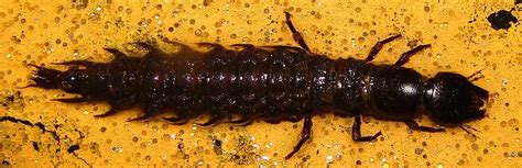 Dobsonfly Nymph Photograph By Joshua Bales Fine Art America