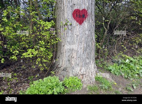 Heart Carved Into The Tree Stock Photo Alamy